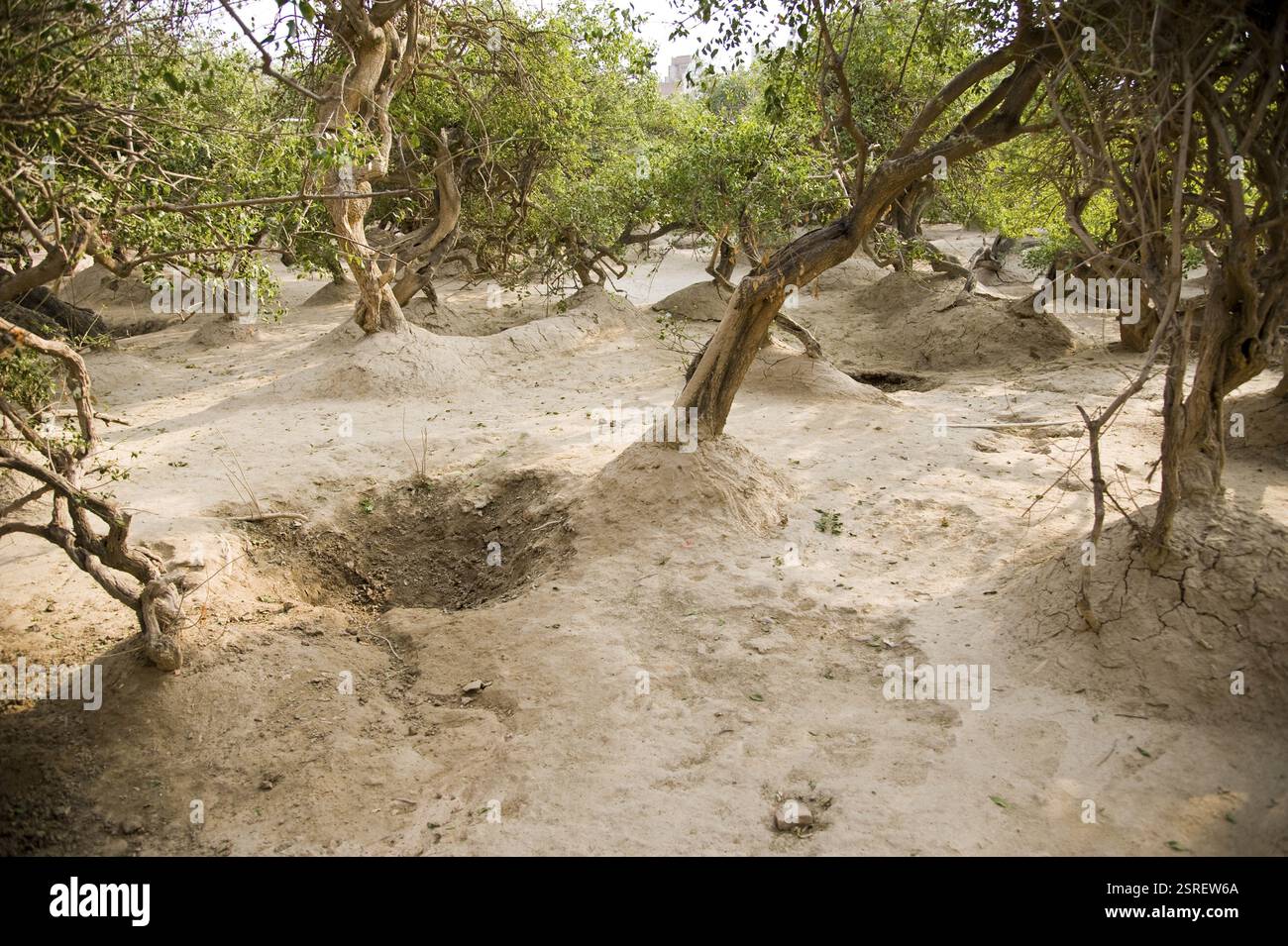 Tree in nidhivan, vrindavan, uttar pradesh, india, asia Stock Photo - Alamy