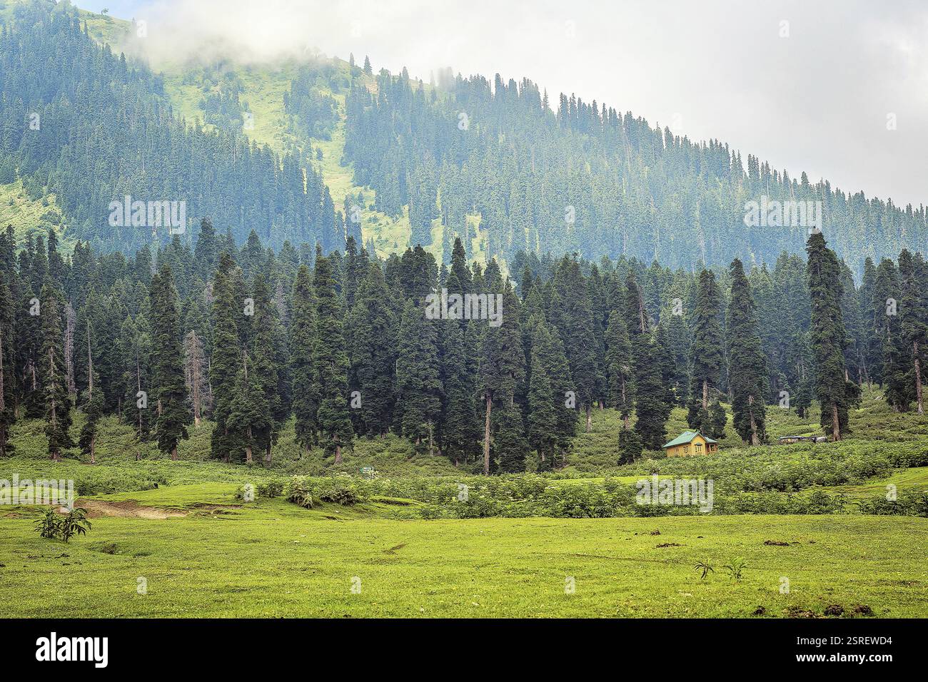 Meadows and pine trees, Doodhpathri, Budgam, Kashmir, India, Asia Stock ...