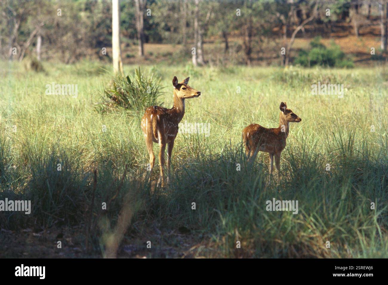 Chital or spotted deer stag axis axis mother & calf in Kanha national ...