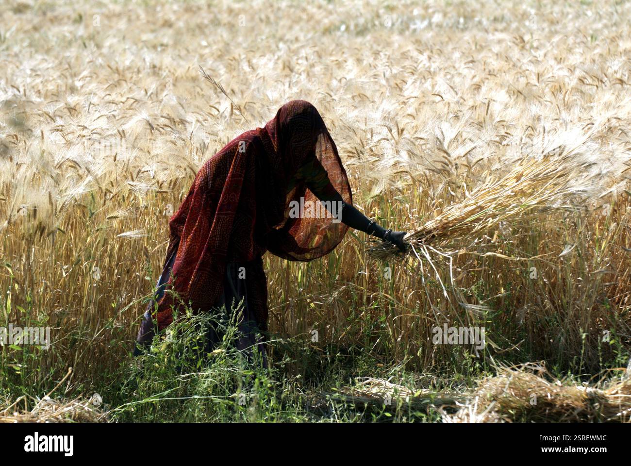 Rajasthani woman harvesting wheat crop in field, Rajasthan, India, Asia ...