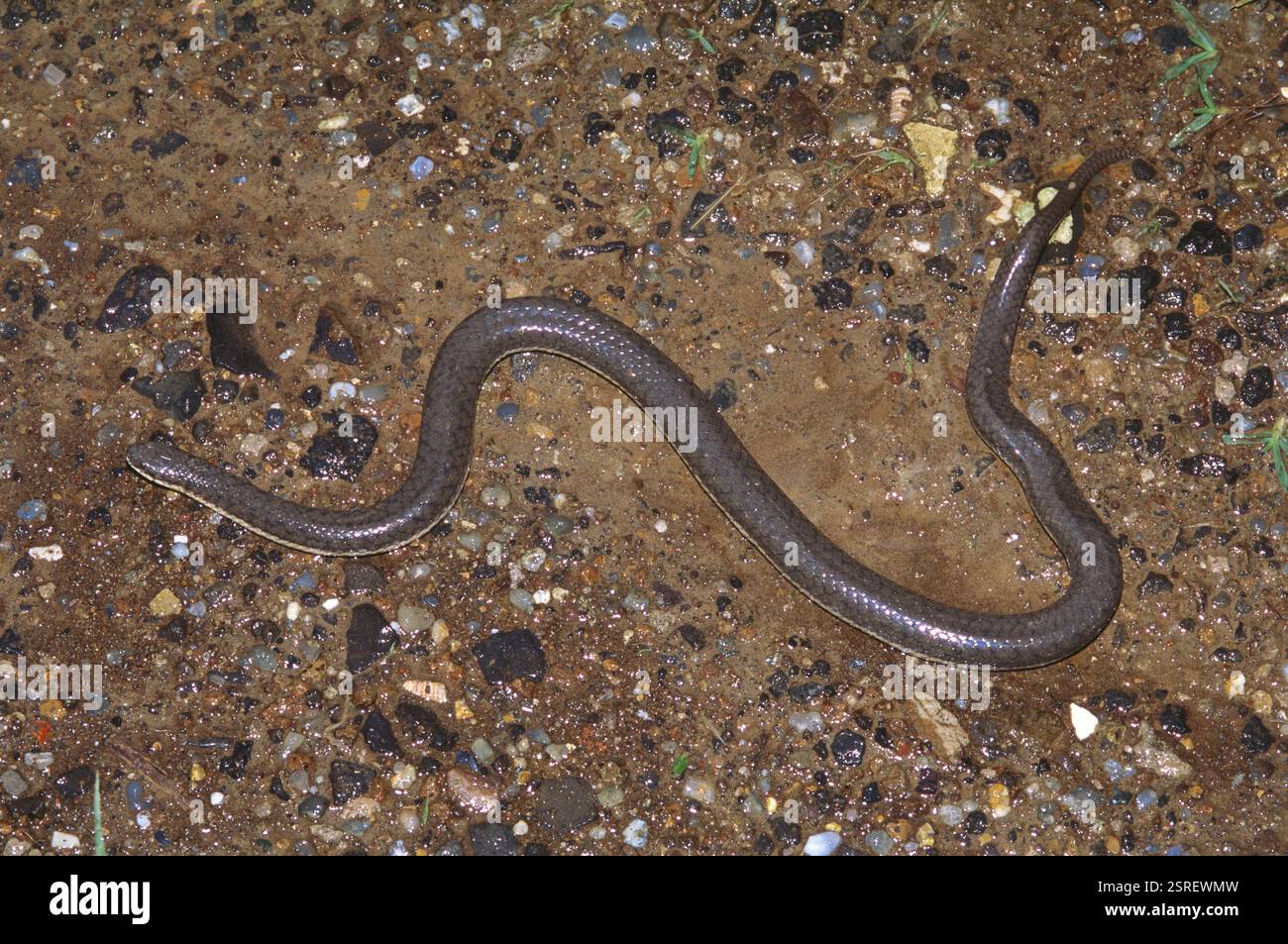 Reptiles, Indian glossy marsh snake gerardia prevostiana Stock Photo ...