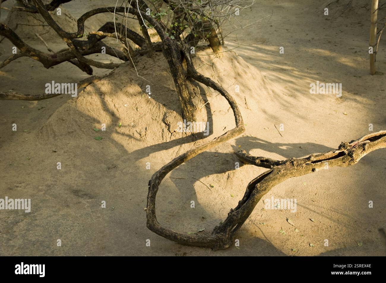 Tree in nidhivan, vrindavan, uttar pradesh, india, asia Stock Photo - Alamy