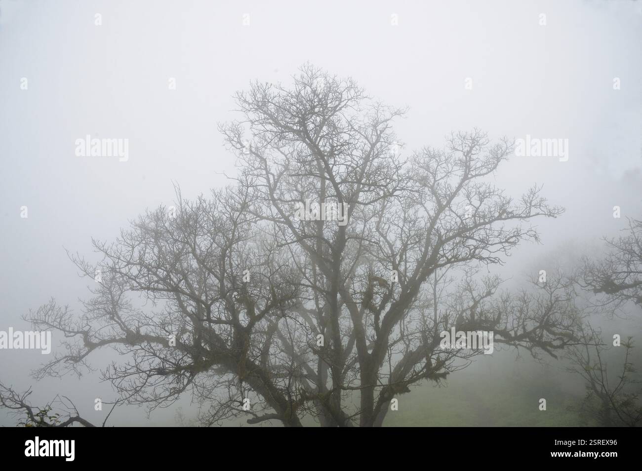 Misty morning, sinhgad fort, pune, Maharashtra, India, Asia Stock Photo ...