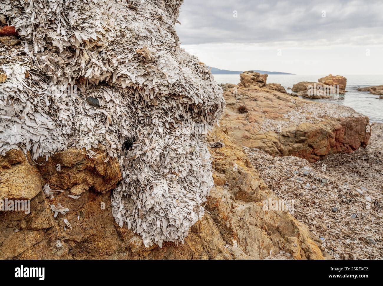 Layers of seaweed on jagged rocks at the pebble beach bay of Plage de ...
