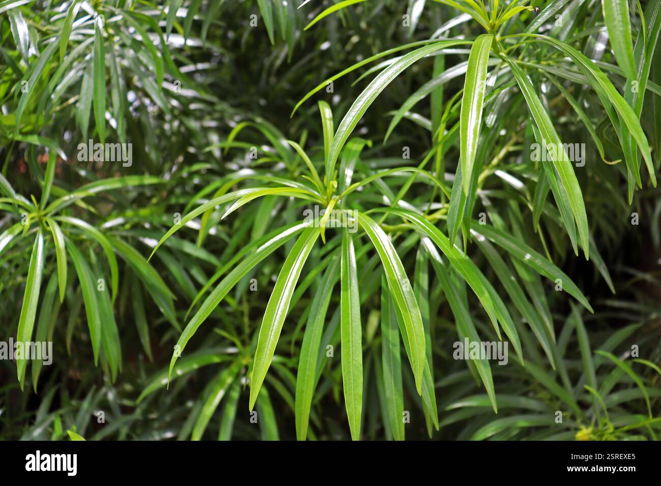 Lush green leaves of the Thevetia peruviana (or Cascabela thevetia ...