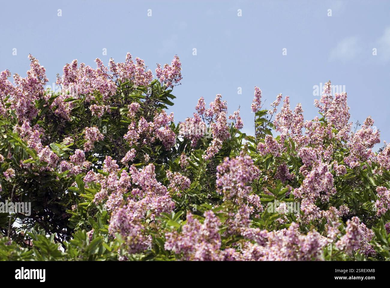 Lalbagh Garden in Bangalore at Karnataka India Asia Stock Photo - Alamy