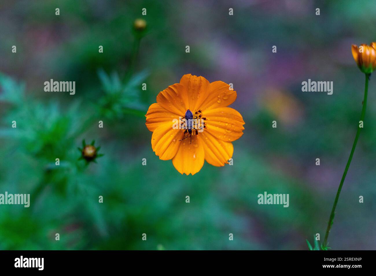 Flower and insect Stock Photo - Alamy