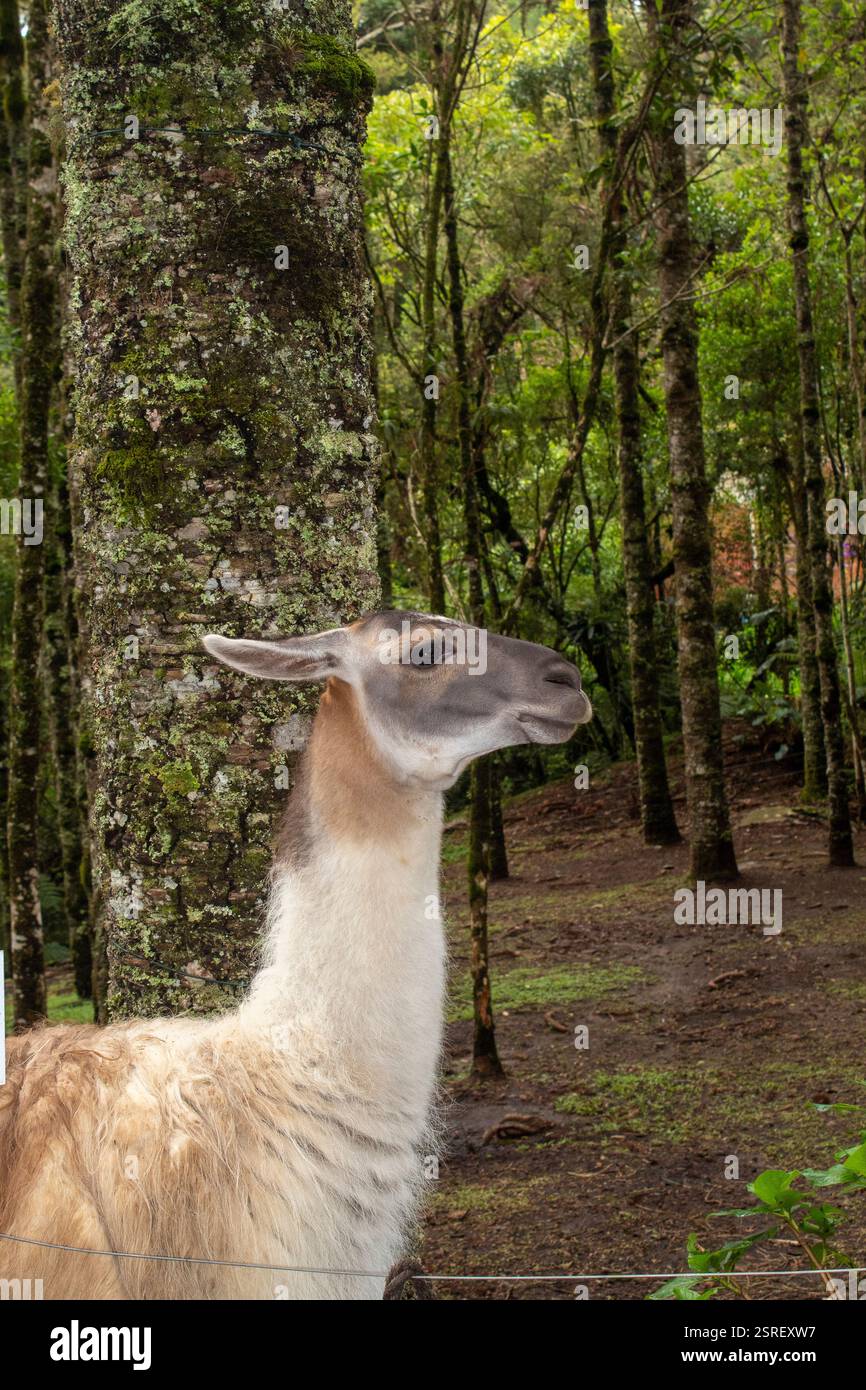 Fazenda bolivia hi-res stock photography and images - Alamy