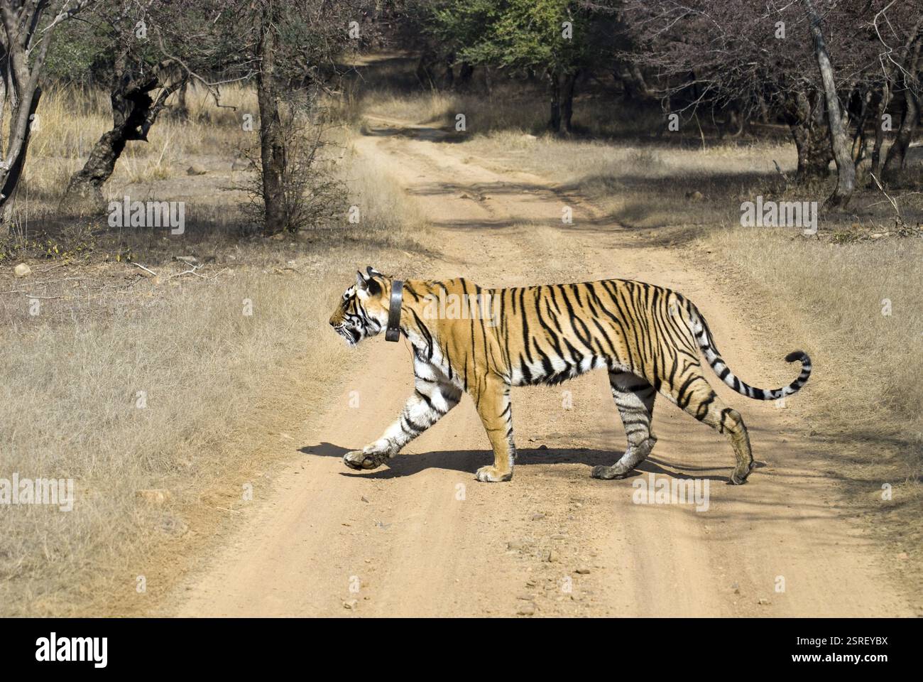 Tiger crossing road in Ranthambore national park Rajasthan India Asia Stock Photo - Alamy