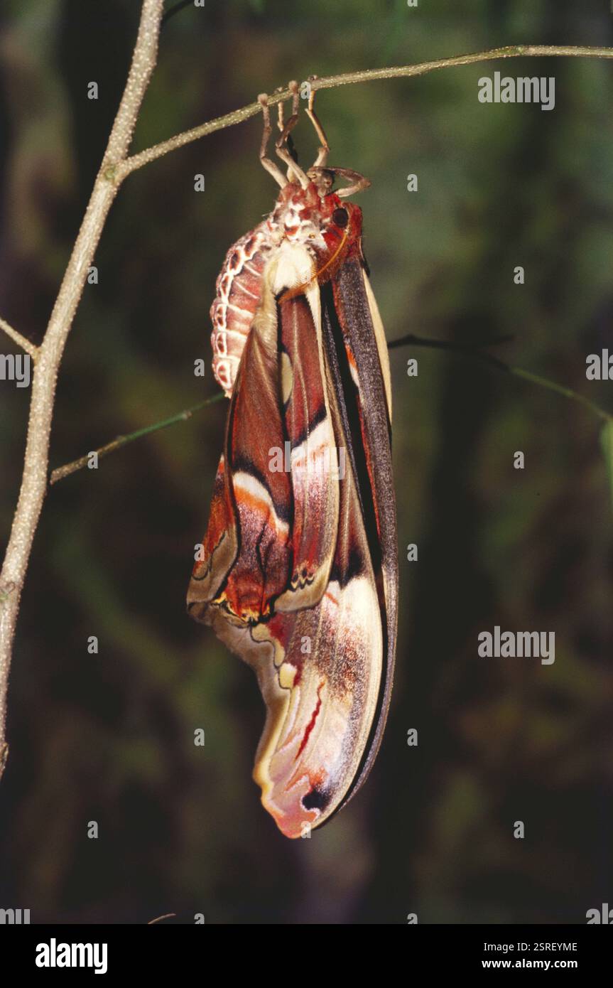 Insects, newly emerged moth atlas moth attacus atlas world's largest ...