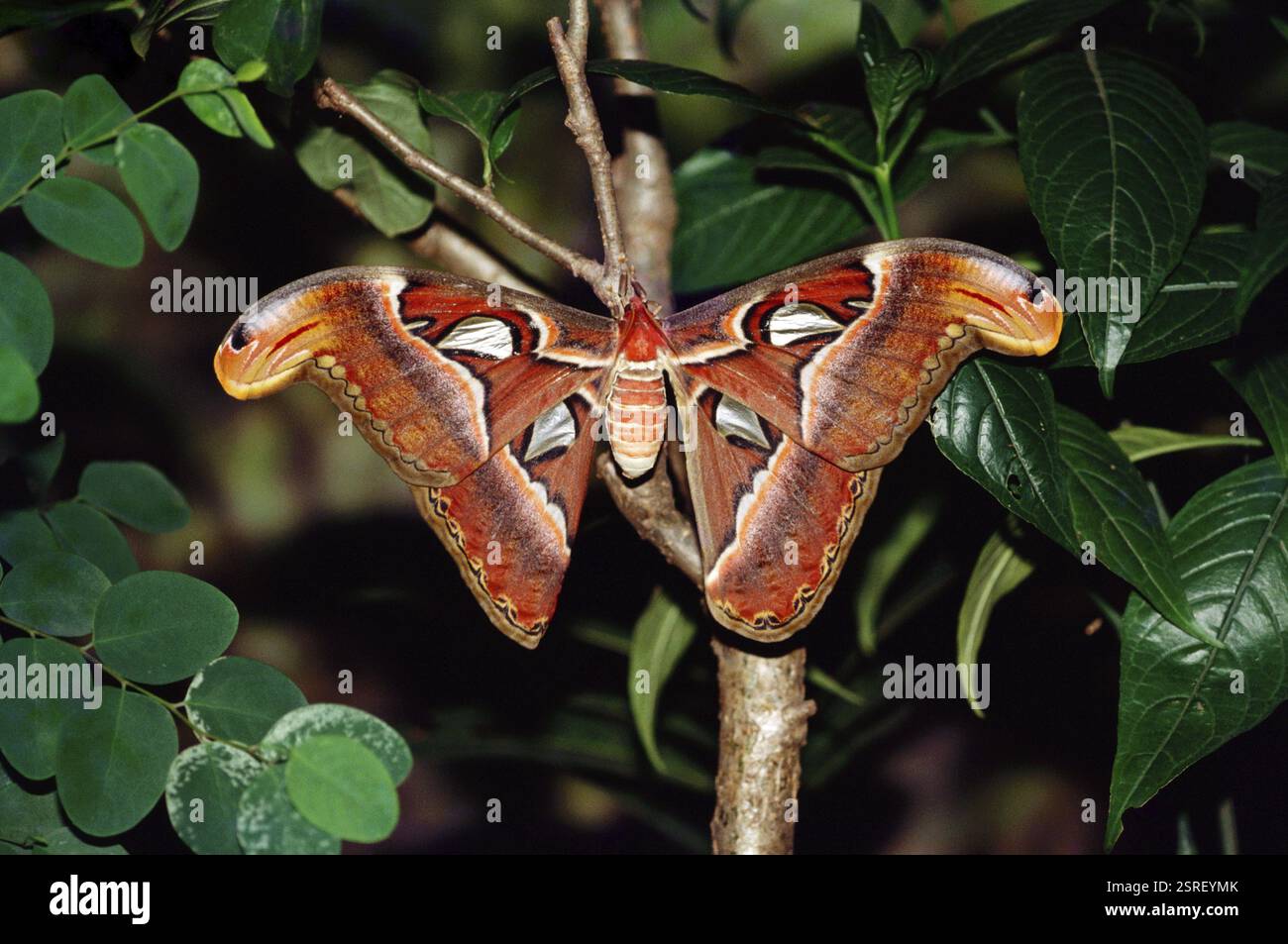 Insects, atlas moth Indian attacus atlas world's largest moth Stock ...