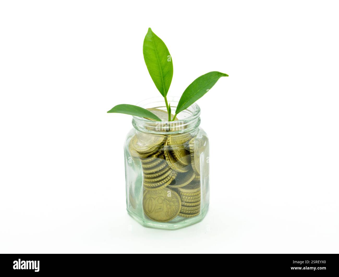 Flor de moneda hi-res stock photography and images - Alamy