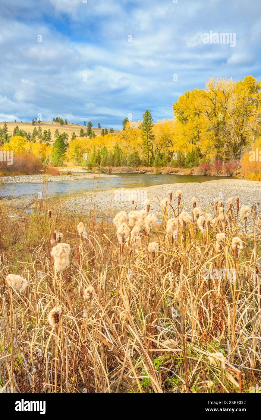 cattails and fall colors along the clark fork river near bearmouth ...