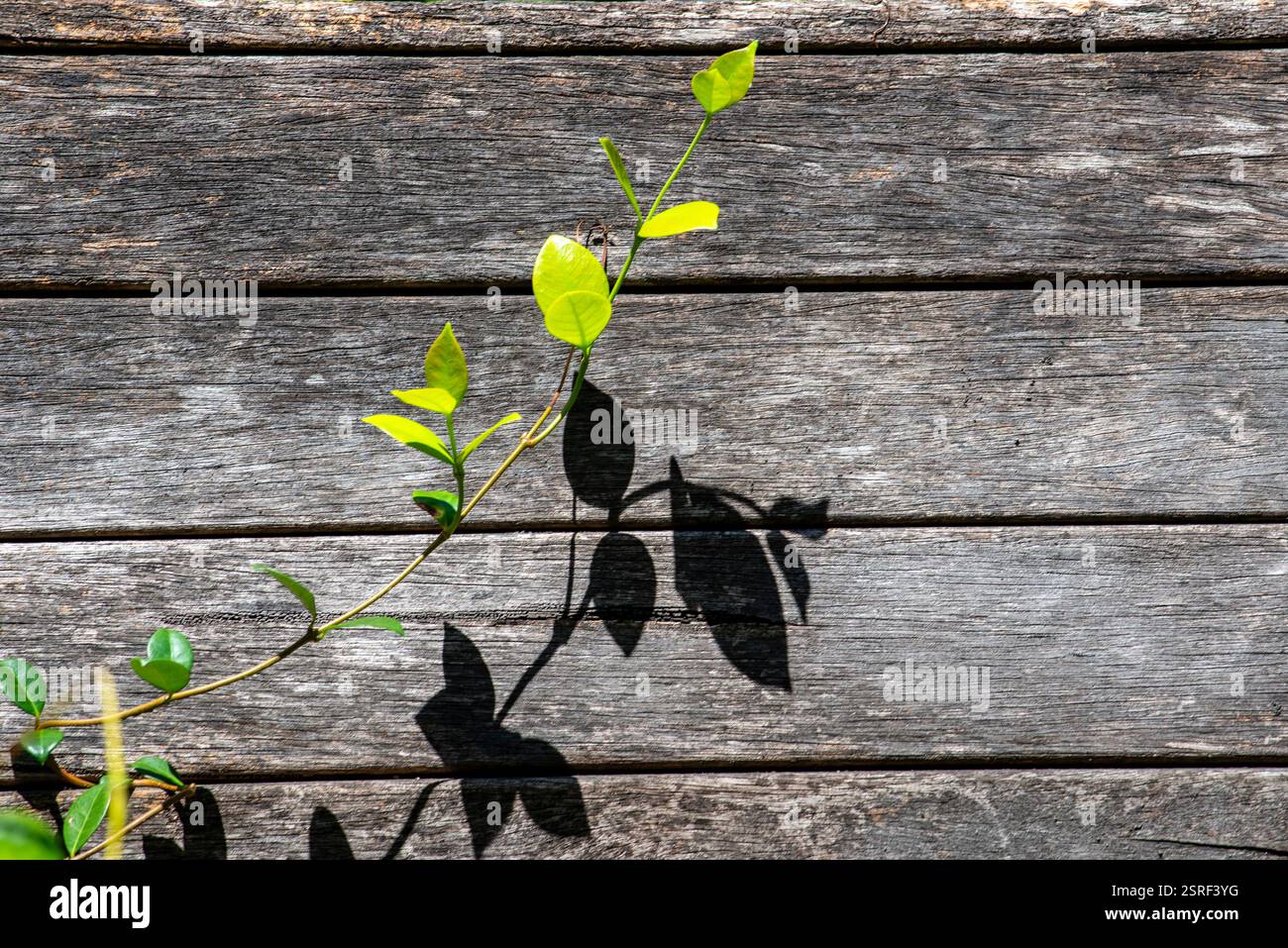A green creeper vine casts a dark shadow on weathered hardwood planks ...