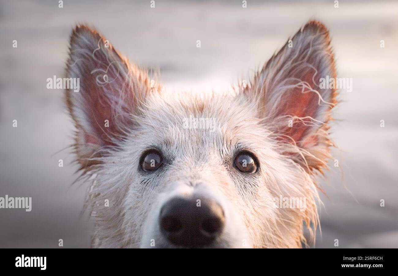 Shot cute german shepherd hi-res stock photography and images - Alamy