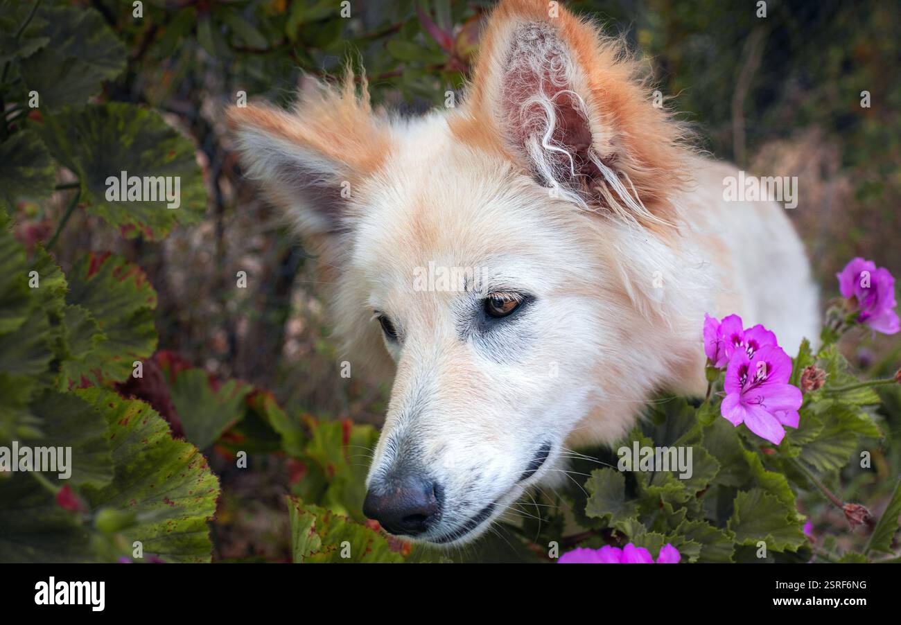 Shot cute german shepherd hi-res stock photography and images - Alamy