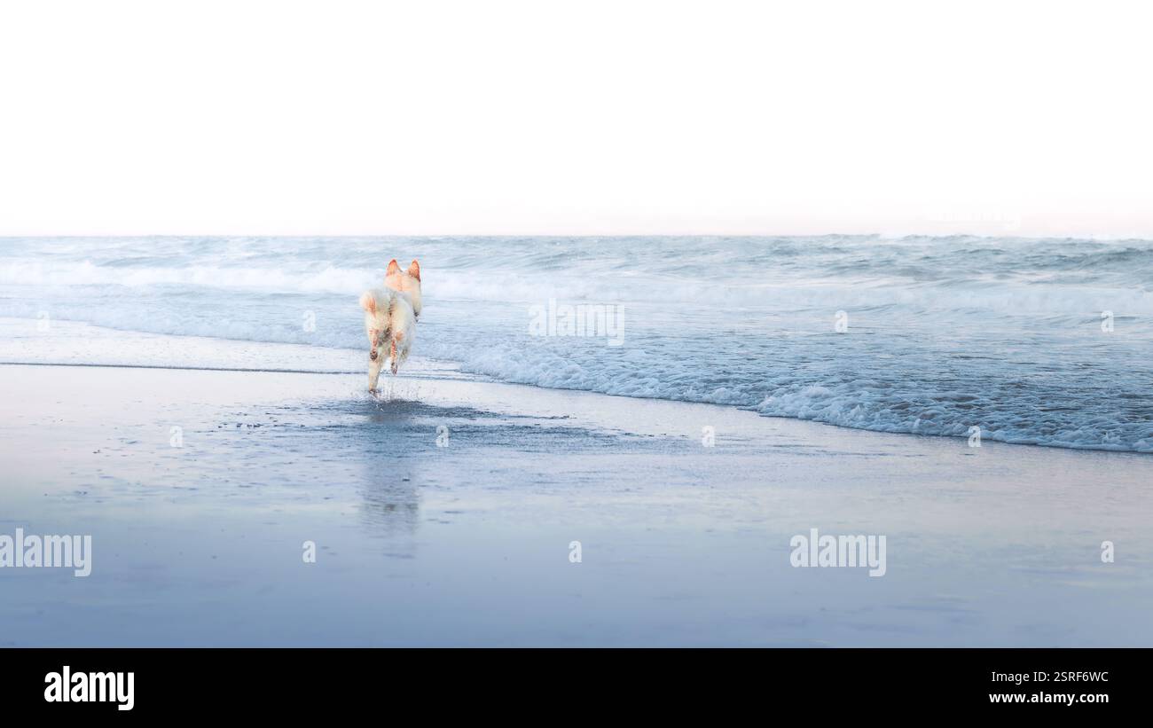 White German Shepherds Enjoying Australia beach Stock Photo - Alamy