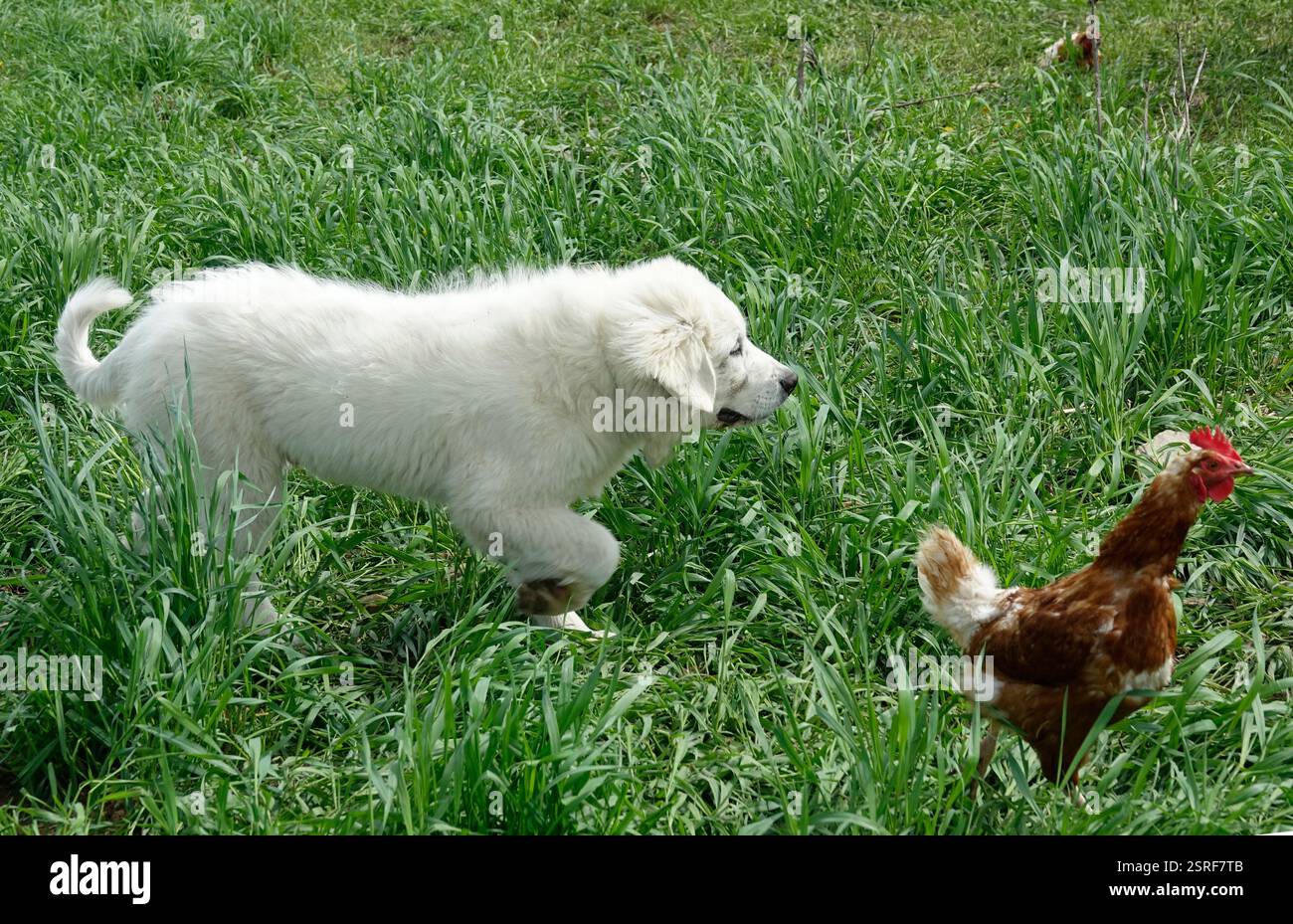 Chicken show old hi-res stock photography and images - Alamy