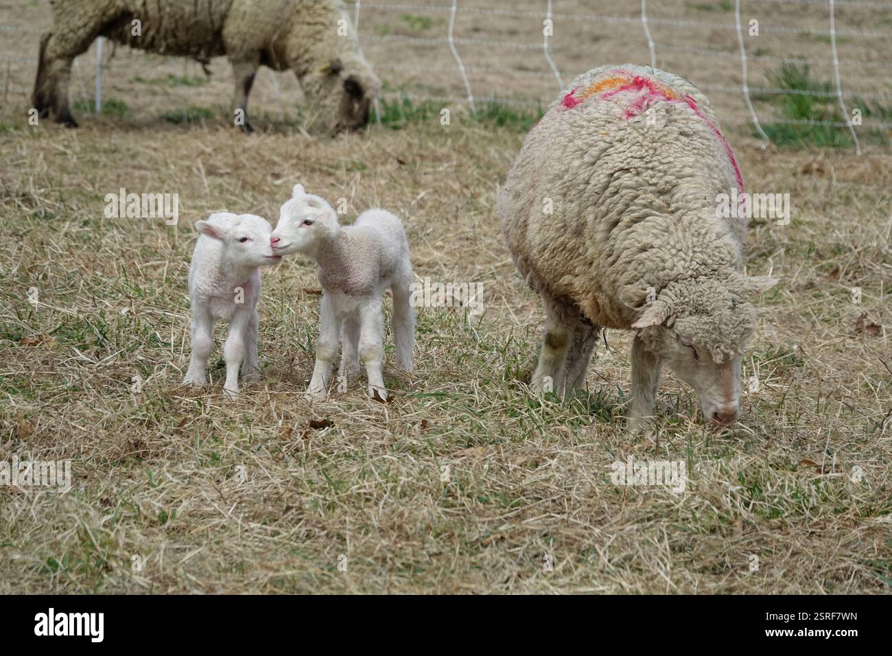 Mother ewe sheep with her lambs Stock Photo - Alamy