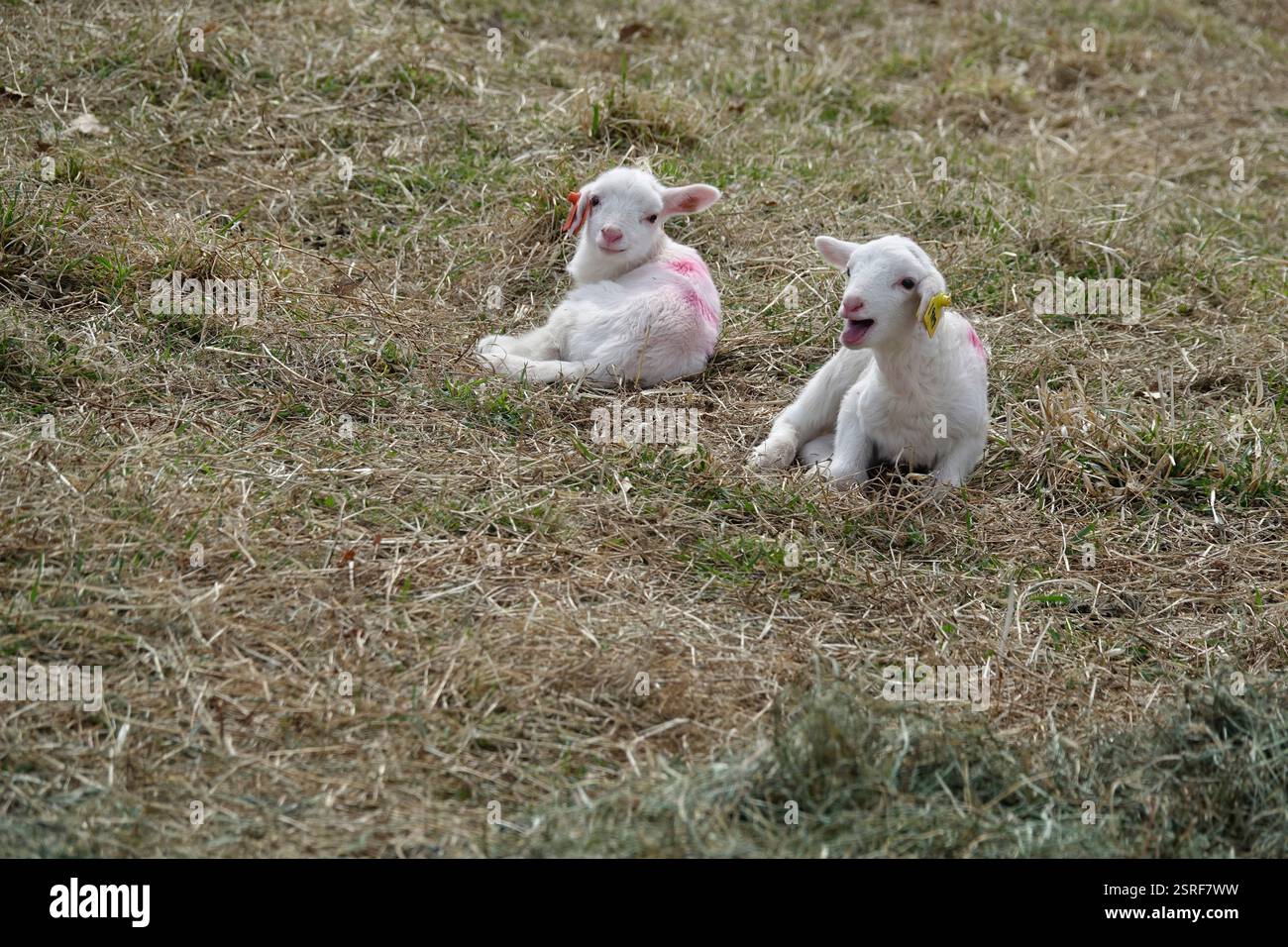 Two baby lambs resting in the golden meadow Stock Photo - Alamy