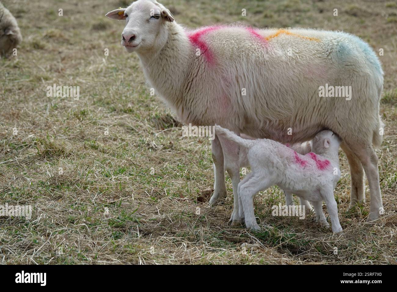 Mother ewe sheep nursing her lamb Stock Photo - Alamy