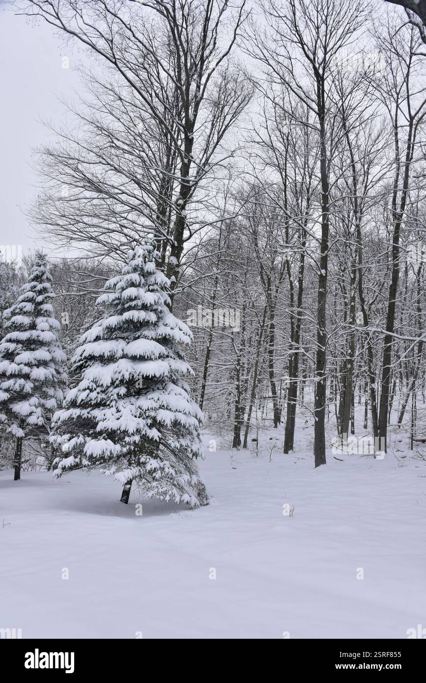 Snowy winter scene with trees draped in white snowy beauty Stock Photo ...