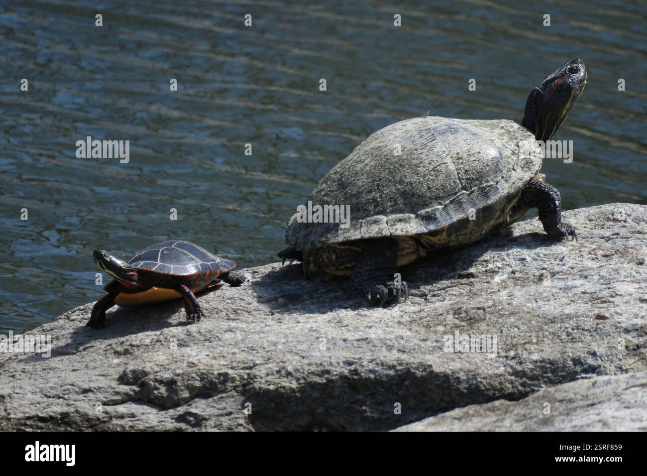 Painted turtles peacefully bask along the shore of a pond Stock Photo ...