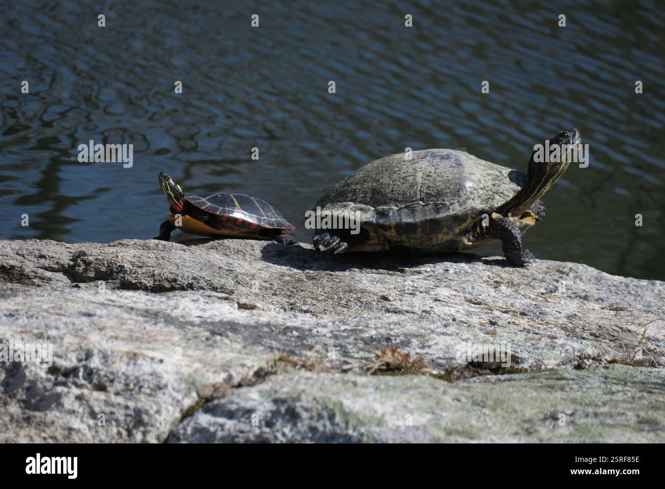 Painted turtles peacefully bask along the shore of a pond Stock Photo ...