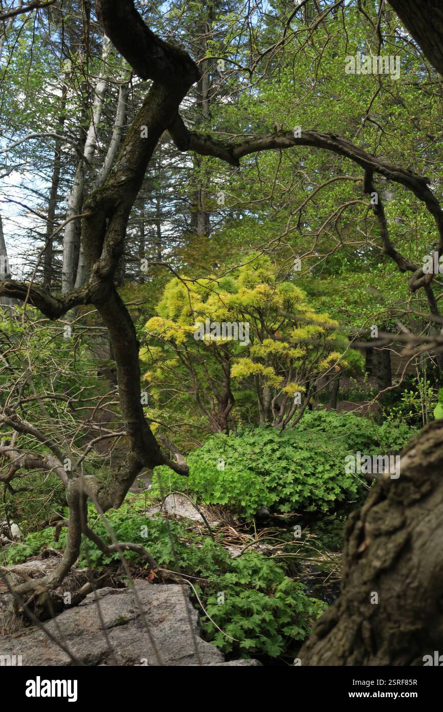 Small shrub with yellow green foliage nestled beneath taller forest ...