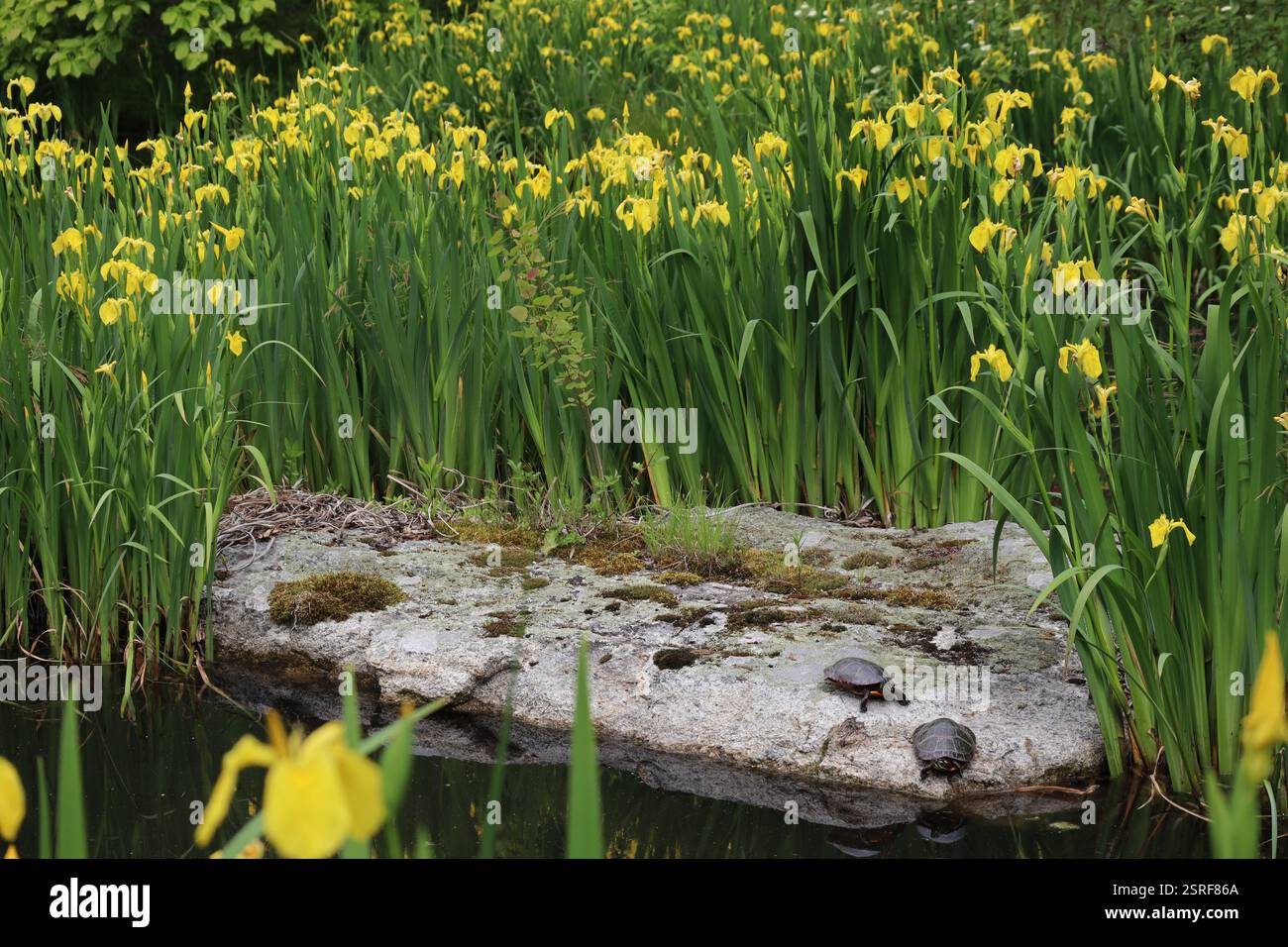 A moment in time. A peaceful scene unfolds, where the vibrant yellow ...