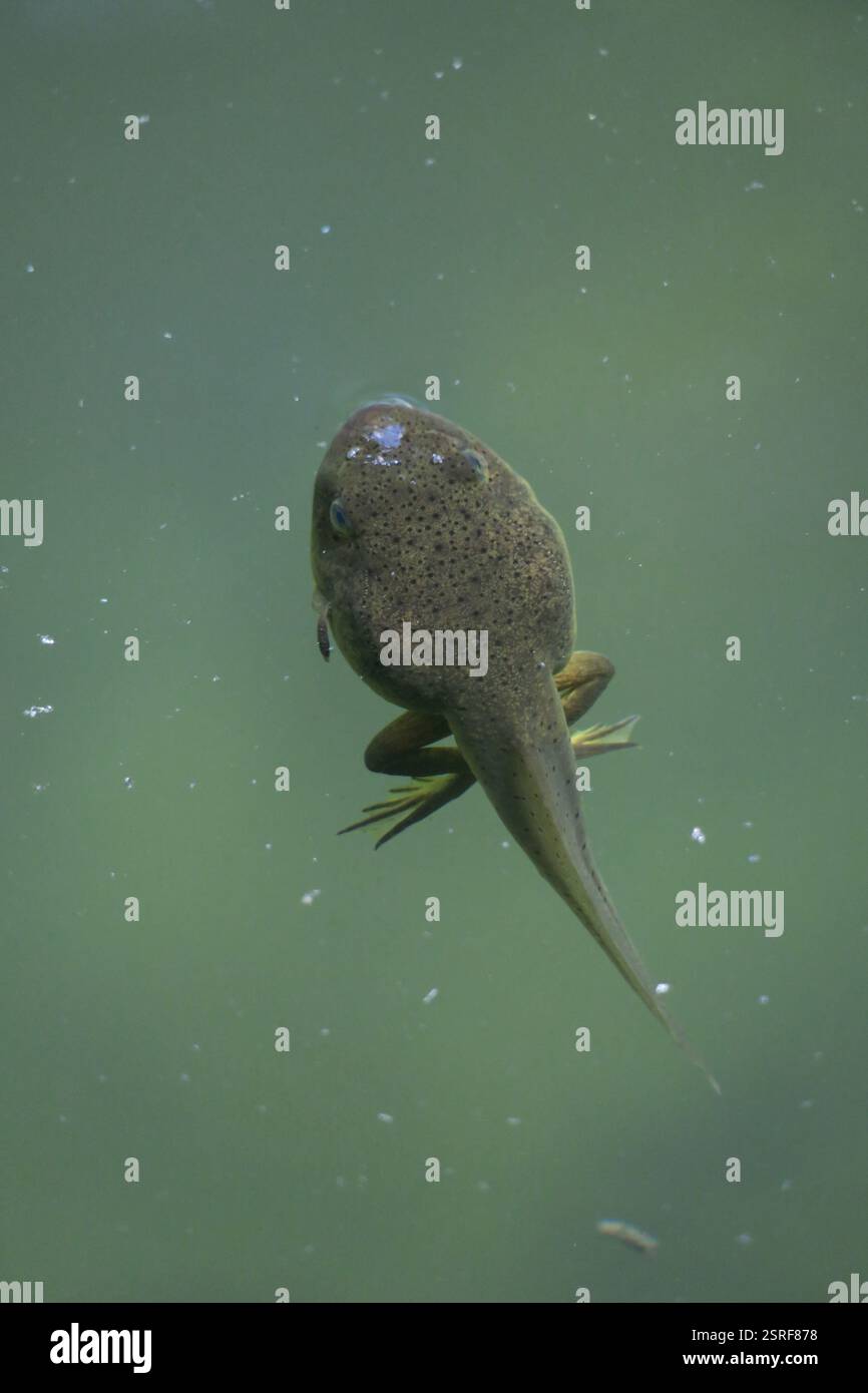 American bullfrog tadpole swimming among pond algae Stock Photo - Alamy