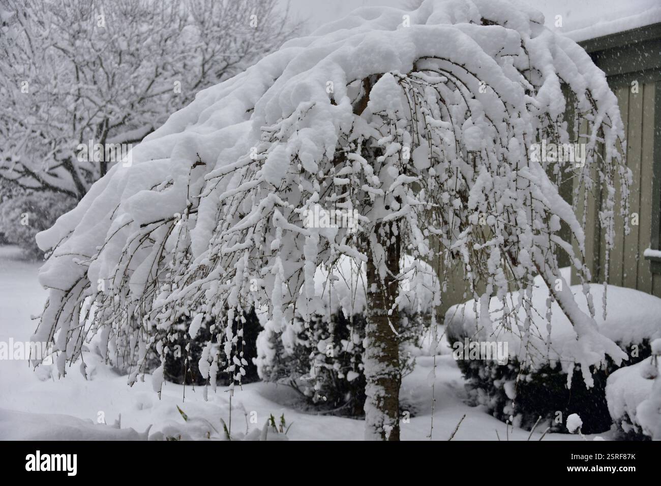 Snowy winter scene with trees draped in white snowy beauty Stock Photo ...