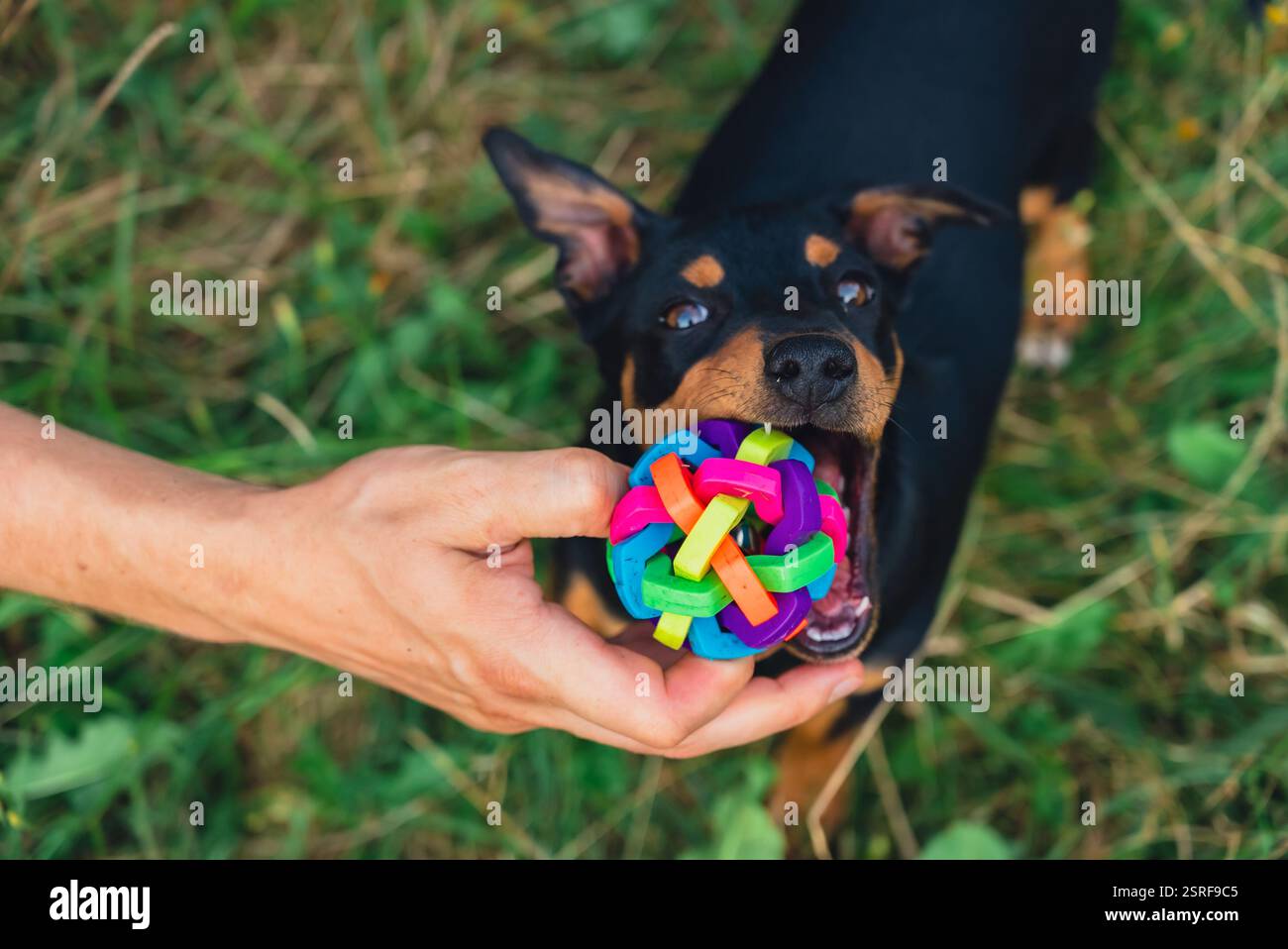 Hunt terrier playing with its owner outdoors summer time. Playful puppy ...