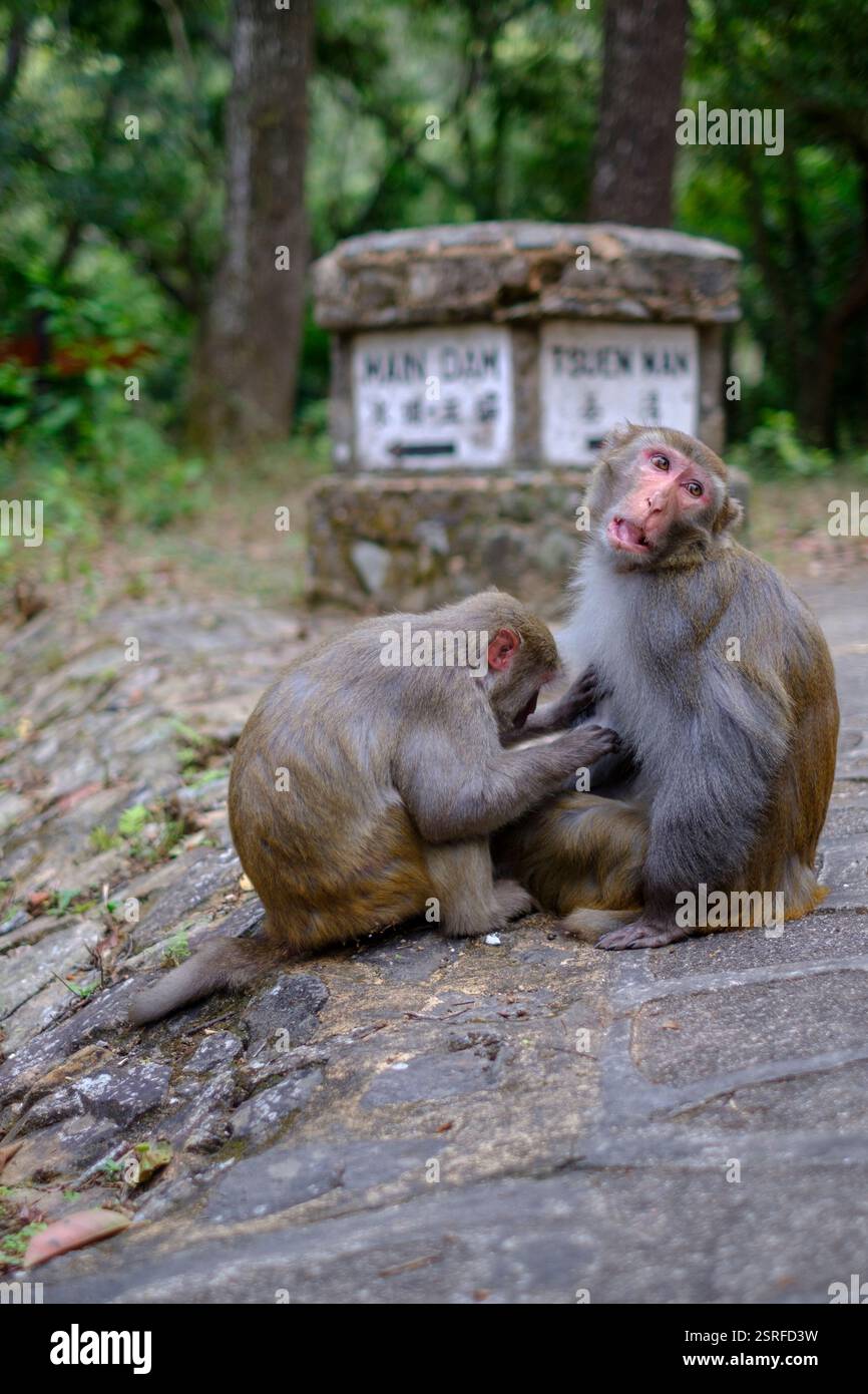 Two rhesus monkeys enjoy a moment on a hiking trail in Hong Kong Stock ...