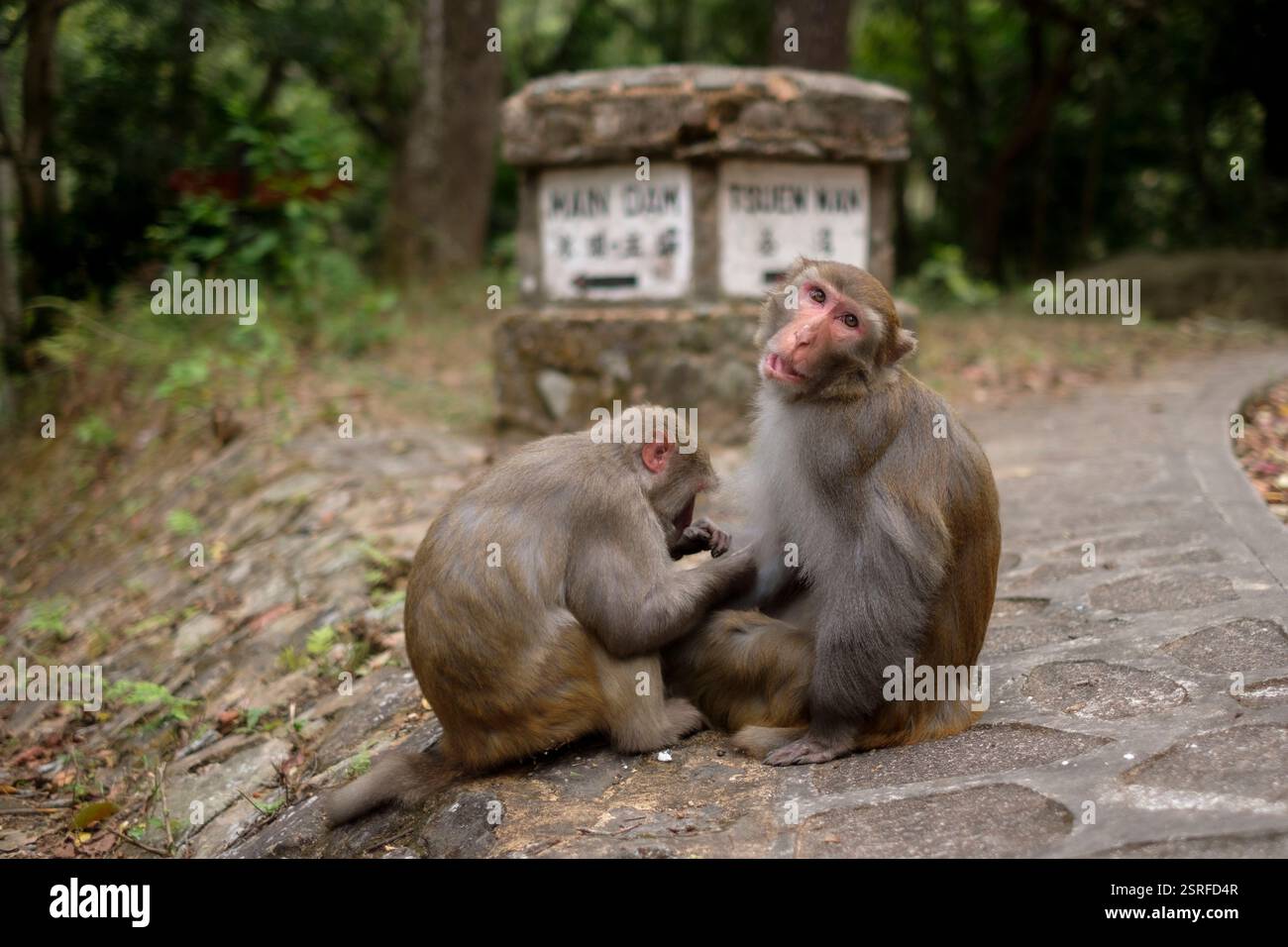 Two rhesus monkeys enjoy a moment on a hiking trail in Hong Kong Stock ...
