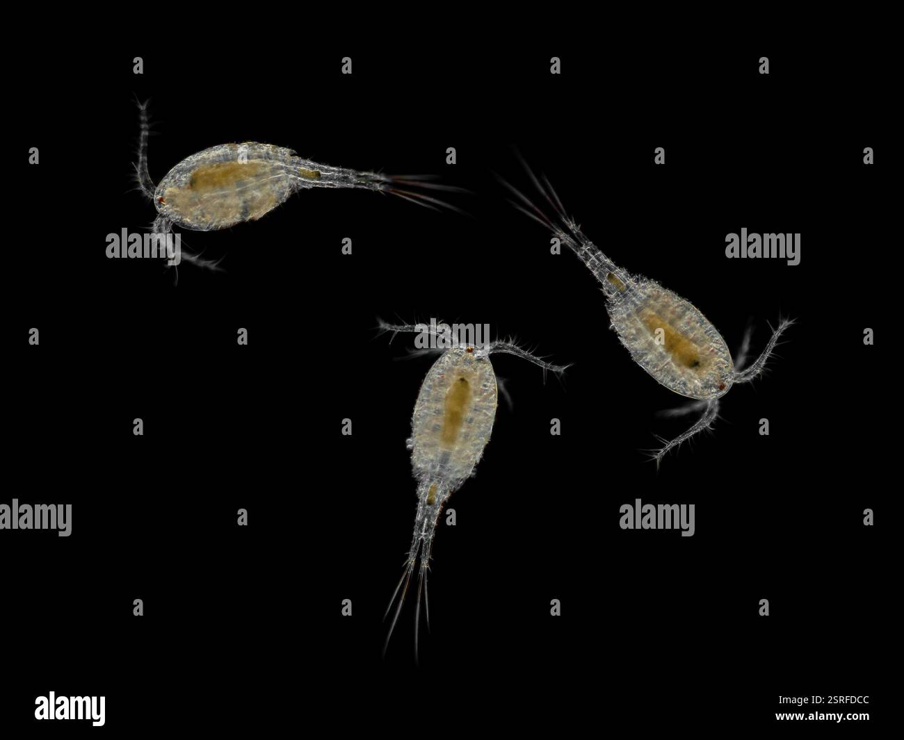 three microscopic freshwater copepods (Cyclops species) showing the ...