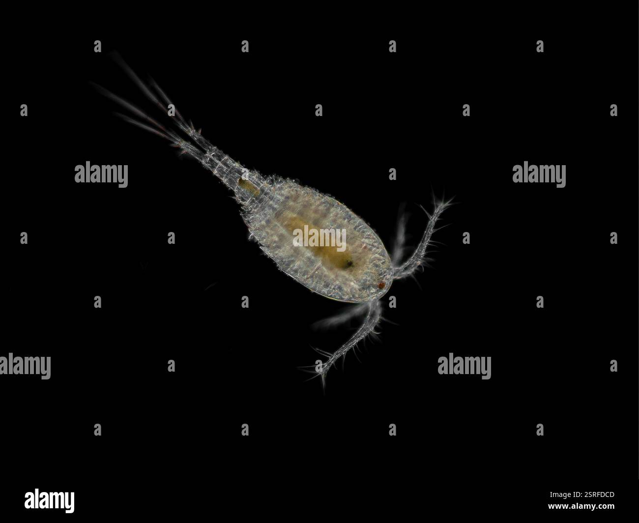 close-up of a microscopic freshwater copepod (Cyclops species) showing ...