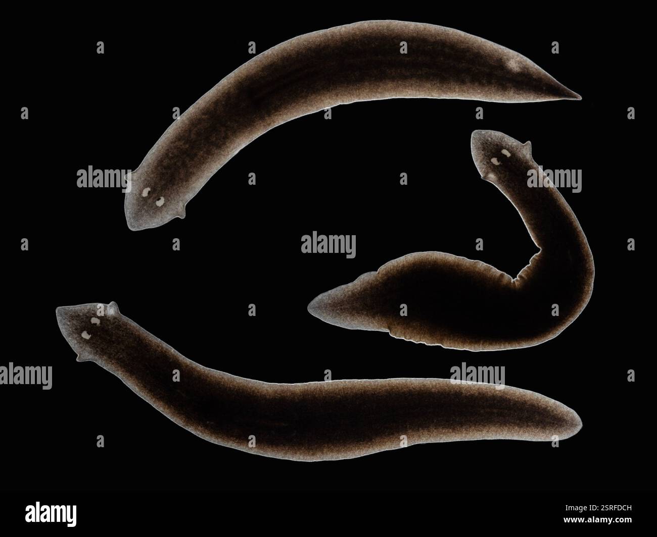 Darkfield image of three black planaria flatworms (Girardia ...