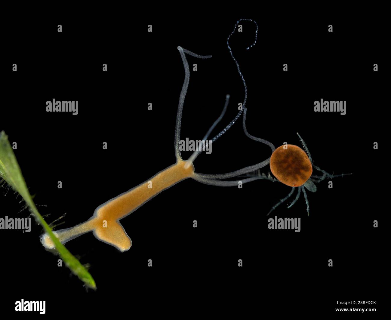 Darkfield photo of a brown hydra (Hydra oligactis) with a bud forming ...