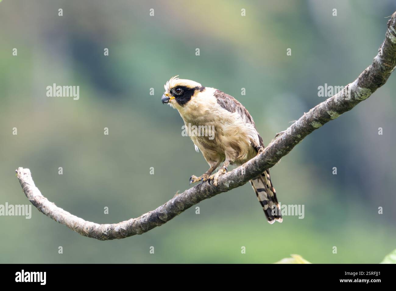The laughing falcon, Herpetotheres cachinnans, family Falconidae Stock ...
