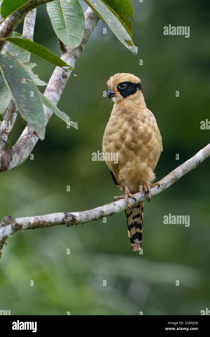 The laughing falcon, Herpetotheres cachinnans, family Falconidae Stock ...