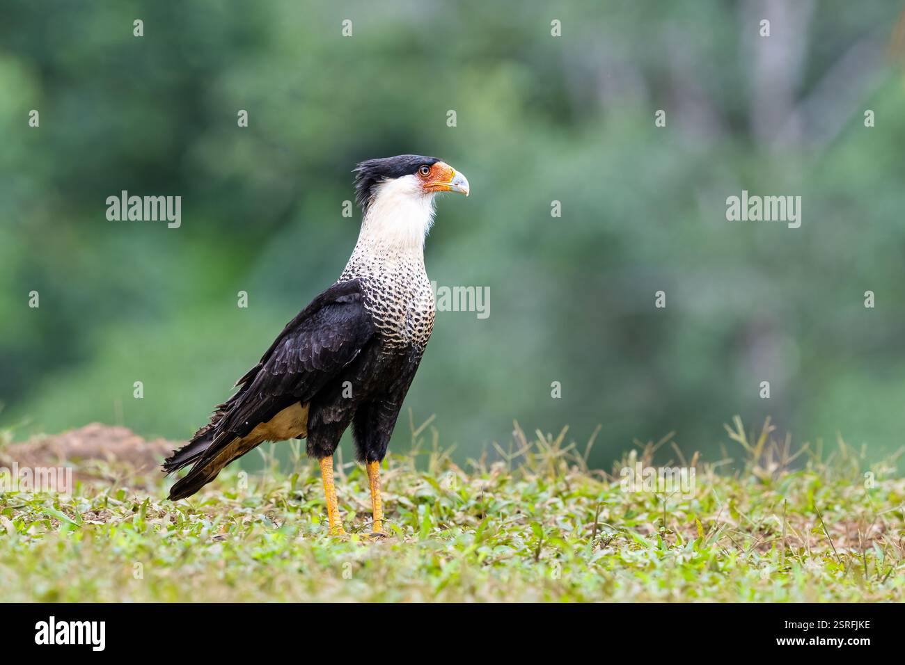 The crested caracara, Caracara plancus, also known as the Mexican eagle ...