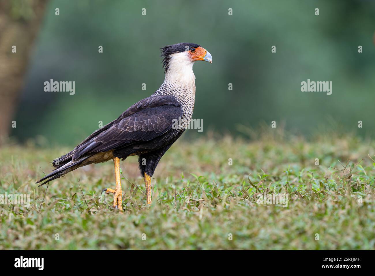 The crested caracara, Caracara plancus, also known as the Mexican eagle ...