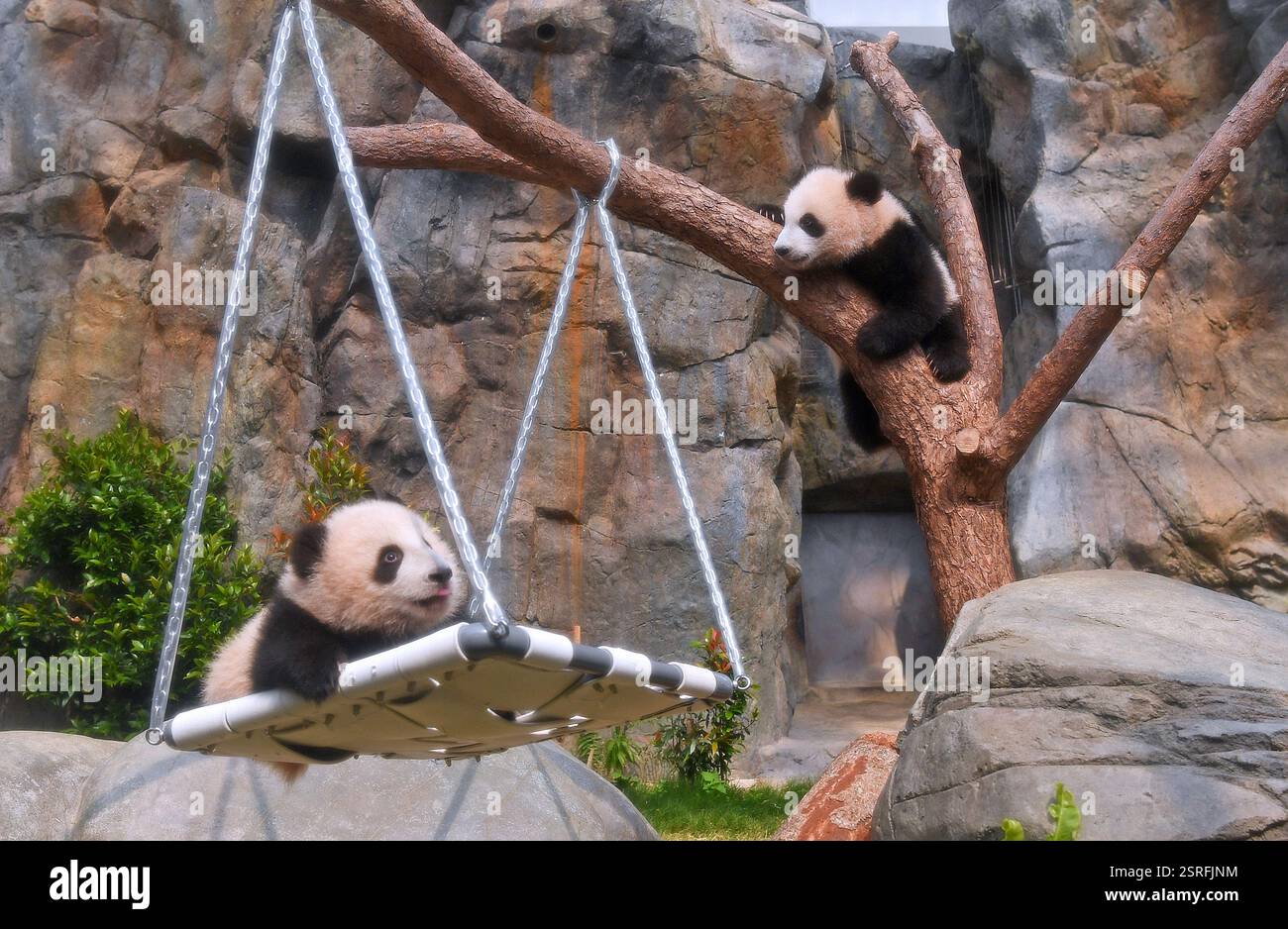 Beijing, China. 15th Feb, 2025. Giant panda cubs are pictured at the ...