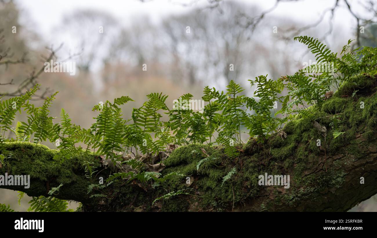 Ferns growing on moss covered tree branch Stock Photo - Alamy