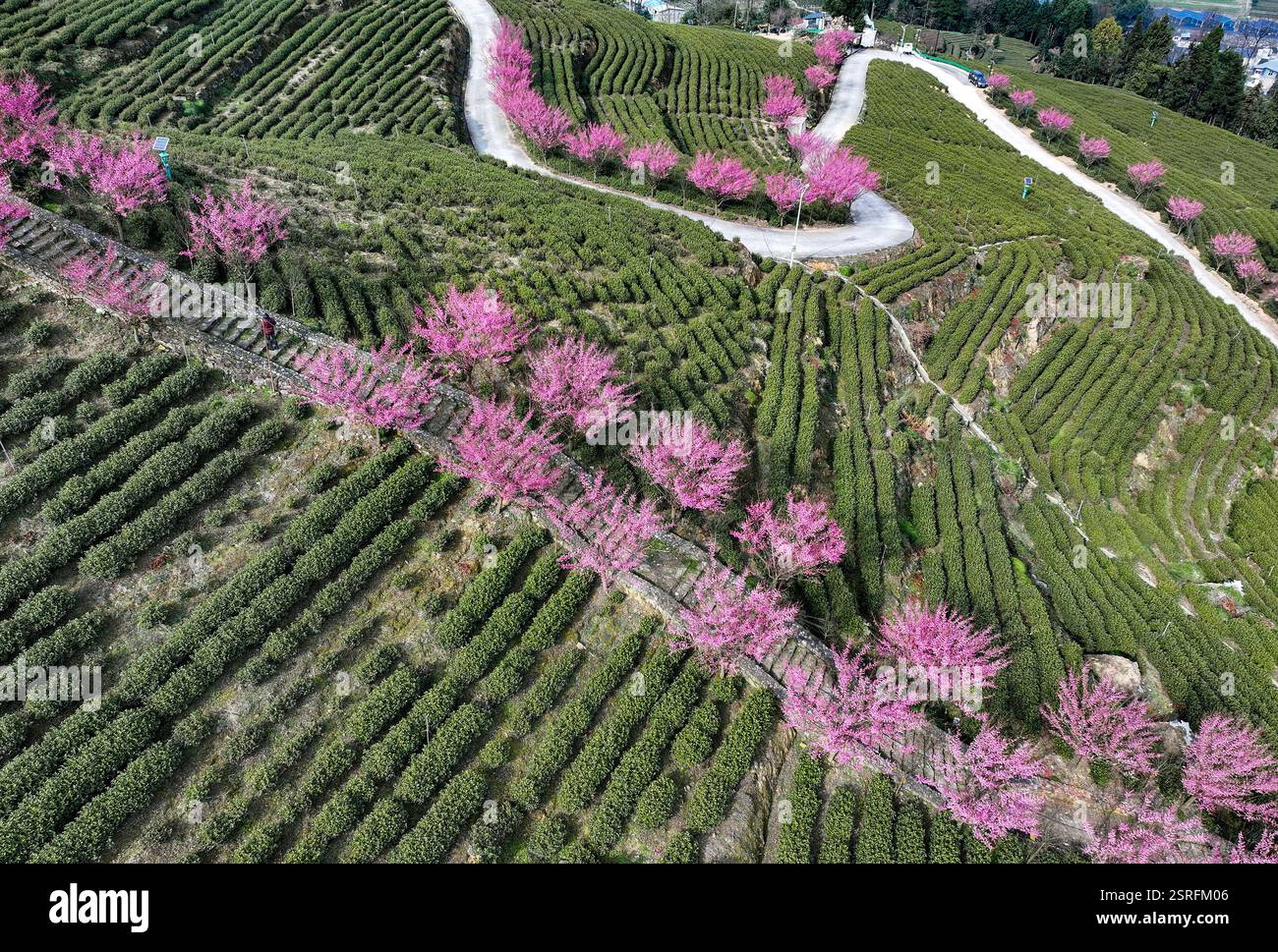 Aerial photo taken on Feb 16, 2025 shows the spring scenery of a tea plantation Jiandong village ...
