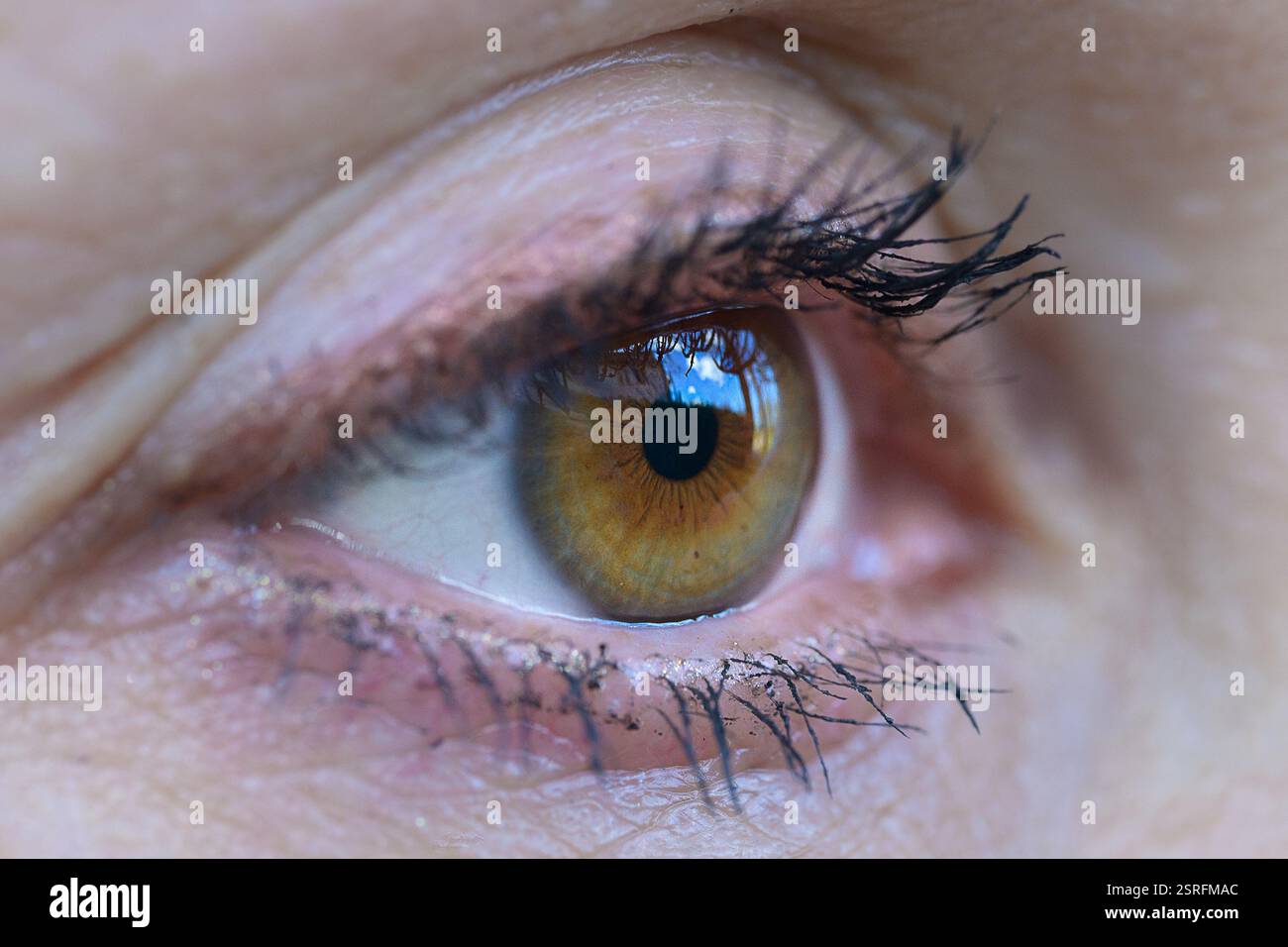 A macro close-up of a golden-brown eye with a sharp reflection of a ...