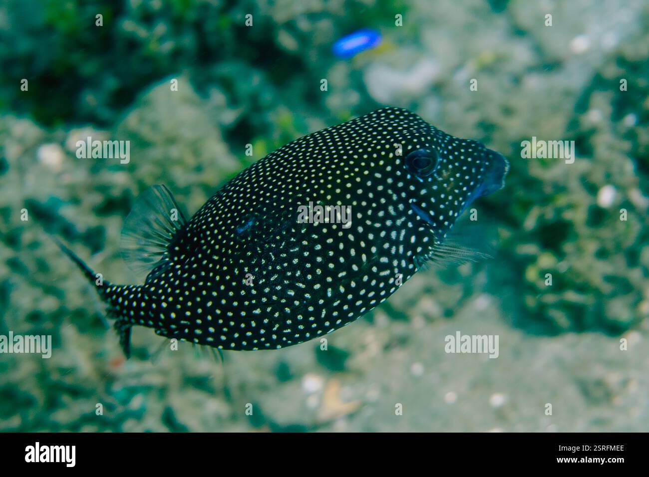 Female Spotted Boxfish, Ostracion meleagris, Laha dive site, Ambon ...