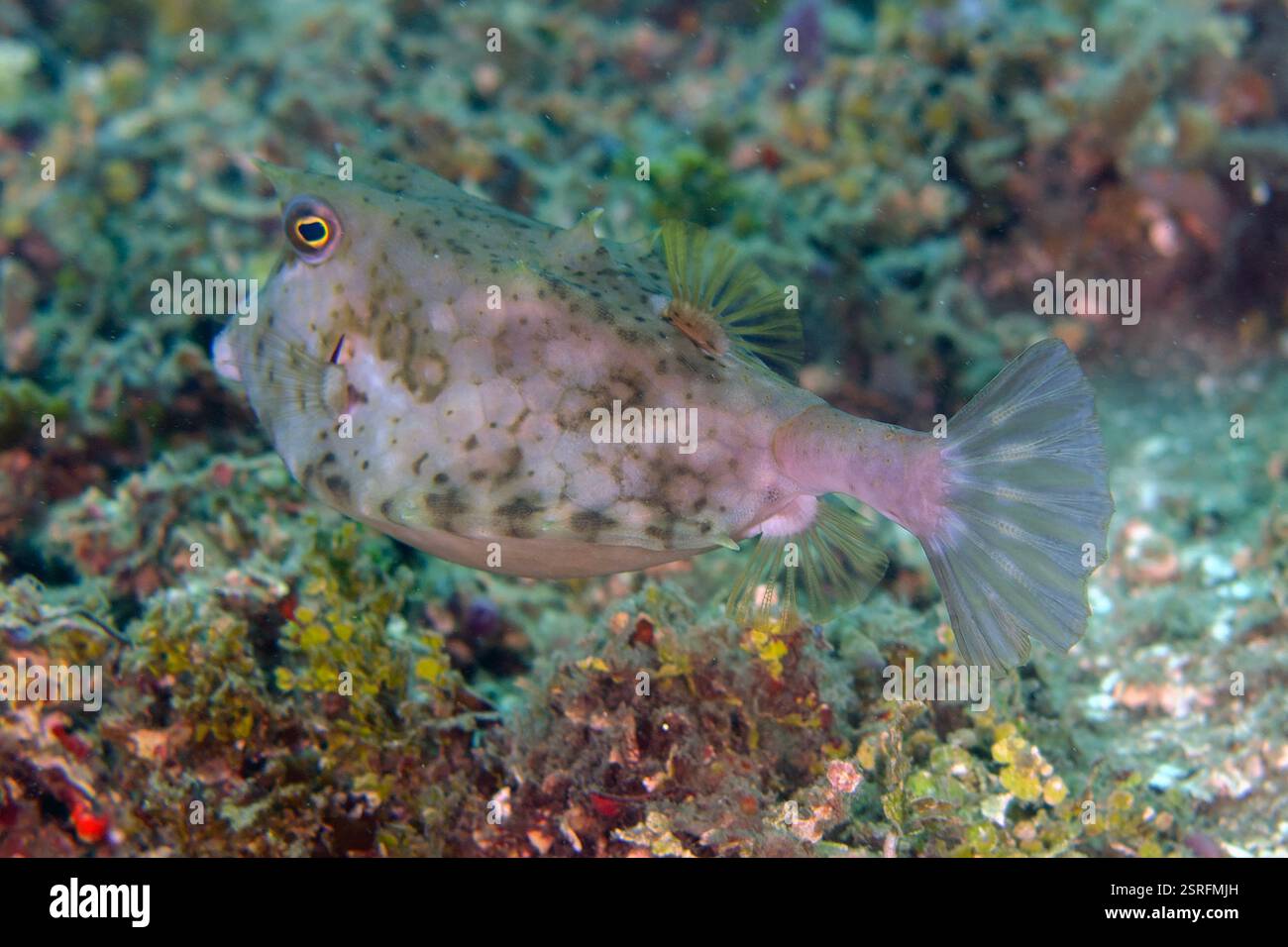 Roundbelly Cowfish, Lactoria diaphana, with horn-like projections, Laha ...