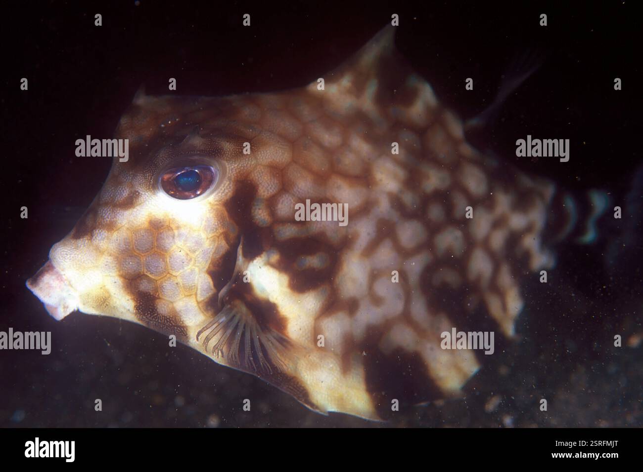 Humpback Turretfish, Tetrosomus gibbosus, TK2 dive site, Lembeh Straits ...